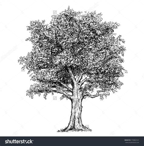 109 Realistic Pen Sketch Grass Images Stock Photos Vectors Shutterstock