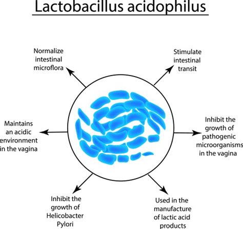 Lactobacillus Probiotic Paracasei Royalty Free Vector Image