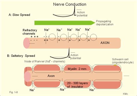 Solution Or Across A Semipermeable Membrane Simple Diffusion Is Carried Out By The Actions Of