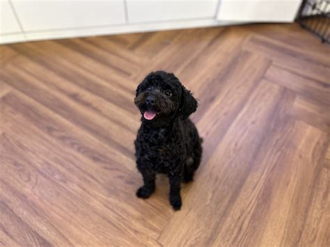 푸들 땅콩 책임분양 시베리안허스키 비숑분양가 포메 그레이하운드분양 광주애견샵 폼스키 유기견무료입양 위례강아지분양 강아지무료분양 유기견무료분양 유기묘입양 유기묘무료