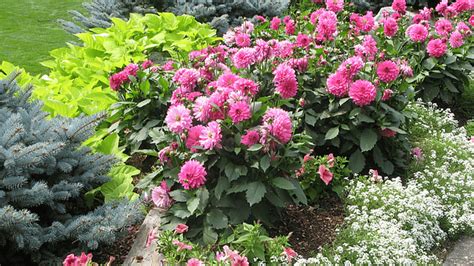 Які овочі й квіти можна посадити у тіні Читайте на Ukr Net