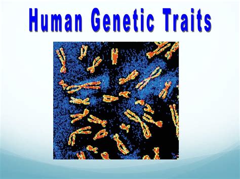 Ppt Human Genetic Traits Powerpoint Presentation Free Download Id