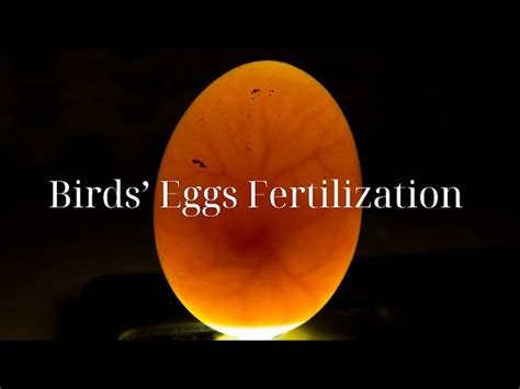 The Wondrous World Of Bird Egg Fertilization Nature S Ingenious Mechanism Rare Birds Labs