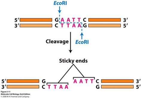Bscl Quiz Lab 6 3 Flashcards Quizlet