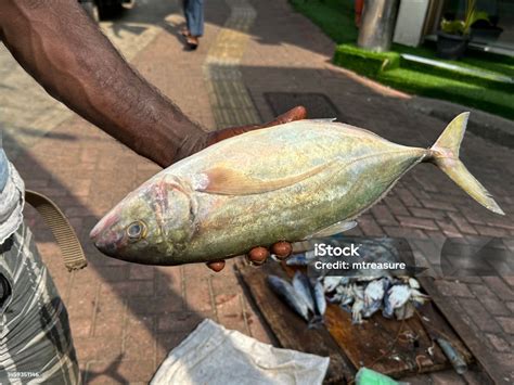 날카로운 칼날을 사용하여 지느러미를 제거하기 전에 파란색 러너 물고기를 들고 있는 인식할 수 없는 공급업체의 이미지 석회질 제거 필레팅 다이싱 스키닝 해산물 시장에서 비늘