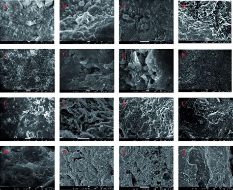 Scanning Electron Microscope Images A D Fs Ol1 Sample Figures Download Scientific Diagram