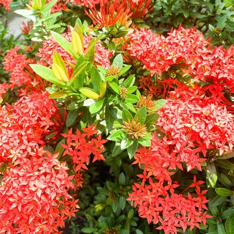 Ixora Plant