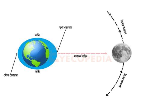 মুখ্য জোয়ার ও গৌণ জোয়ার কাকে বলে ও বৈশিষ্ট্য