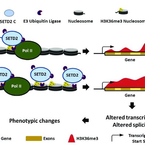 Setd2 Accumulation Leads To Alternative Splicing Defects A Rmats Download Scientific Diagram