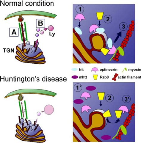 proposed model of the effects of mhtt on post golgi trafficking to the