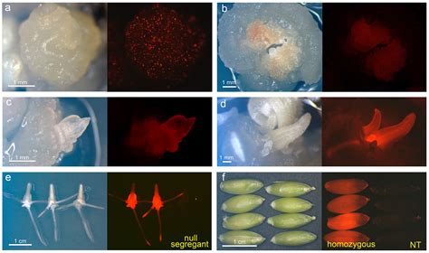 Genetic Transformation Of Triticum Dicoccum And Triticum Aestivum With