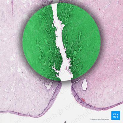 Endocervix Anatomy Histology And Structure Kenhub