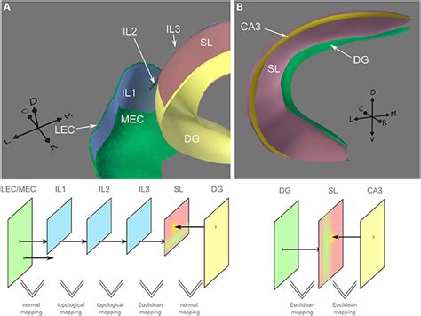 Mapping Between Entorhinal Cortex And Dentate Gyrus And Between Dentate