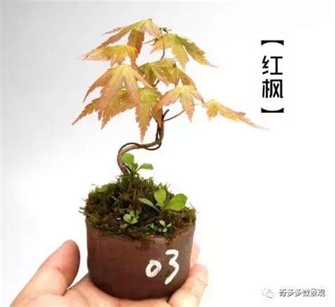 紅楓紅滿地我還在等你 每日頭條