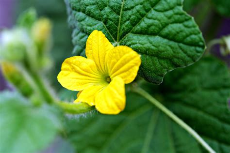 Cara Penyerbukan Bunga Melon Kampustanicom