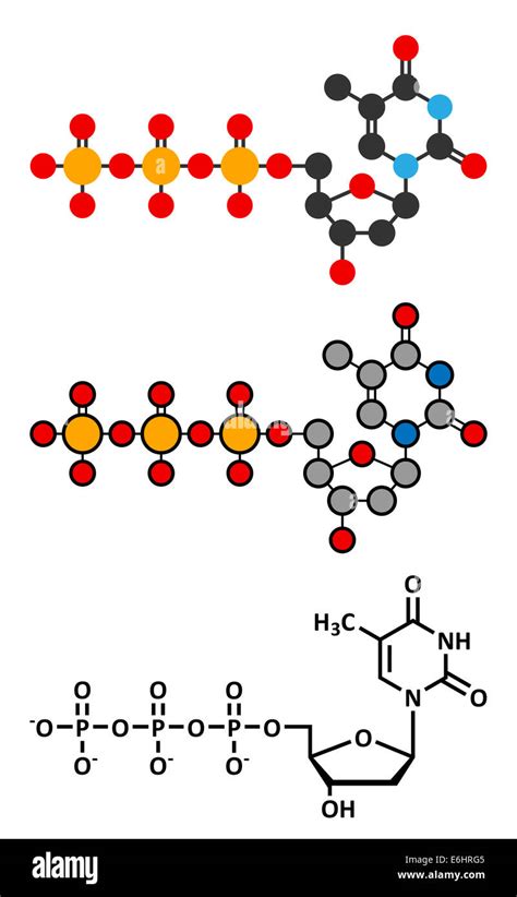Thymidine Triphosphate Ttp Nucleotide Molecule Dna Building Block Stylized 2d Renderings And