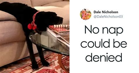 People Are Sharing Stories About The Dumbest Dogs Theyve Ever Known In