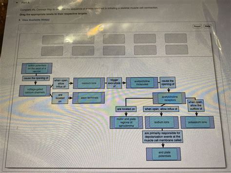 Skeletal Muscle Cell Contraction Concept Map Concept Map Mastery