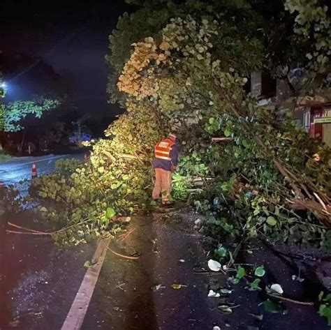 保通保畅公路人夜间快速清理倒伏路树保障公路安全畅通 路面 兴业县 养护中心
