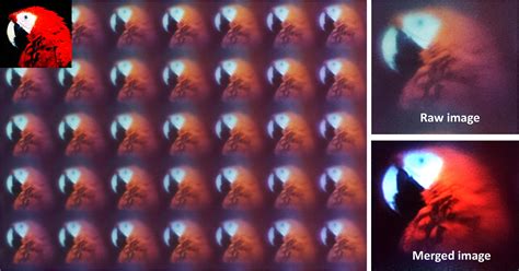 Biologically Inspired Ultrathin Arrayed Camera Captures Super Resolution Images