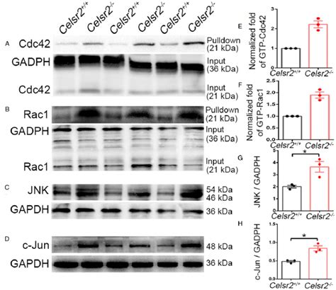 Celsr2 Knockout Increases Cdc42rac1 And Jnkc Jun Signalling In