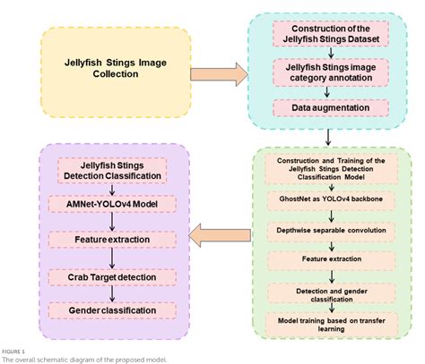 Figure 1 From Real Time Precision Detection Algorithm For Jellyfish