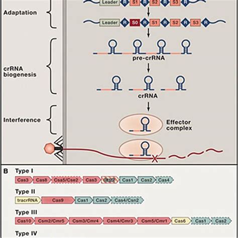 Function And Organisation Of Crispr Systems A Crispr Immunity Occurs