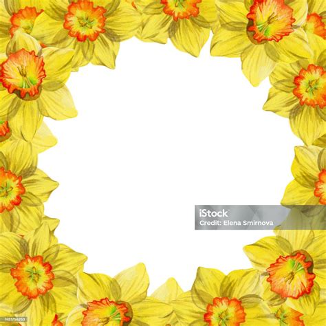 수채화 손으로 그린 원형 화환에는 봄 꽃 수선화 크로커스 헌병 나뭇잎이 있습니다 흰색 배경에 격리 초대장 결혼식 인사말 카드