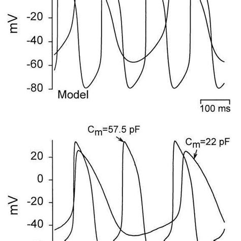 Aps From The Centre And The Periphery Of The Rabbit Sa Node Model Of