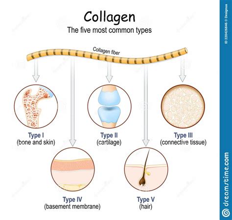 Collagen Types Integrated Health Solution