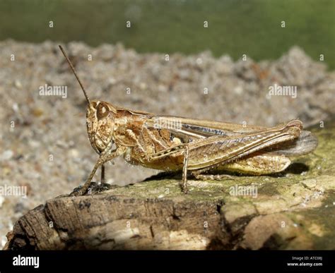 Field Grasshopper Common Field Grasshopper Chorthippus Brunneus On