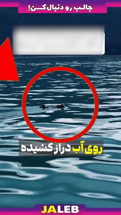 ماهی گیر ها فک کردن که این موجود مرده اما Youtube