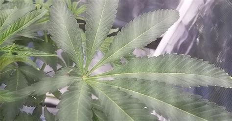 Nute Issue Or Temps Only Affects Top Two Or Three Nodes Purpling