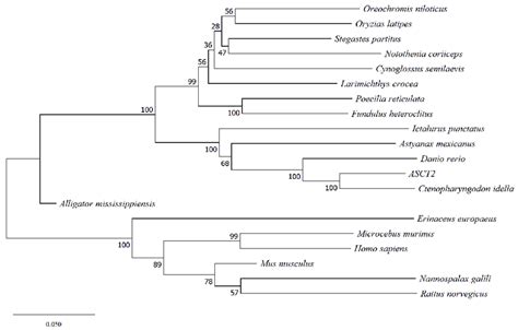 Phylogenetic Tree Of Asct2 Constructed Using The Neighbor Joining Download Scientific Diagram
