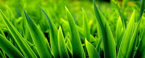 1600 Зелені шпалери на робочий стіл Hd Скачати Безкоштовно заставки