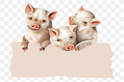 Transparent PNG Nude Images Free Photos PNG Stickers Wallpapers Backgrounds Rawpixel