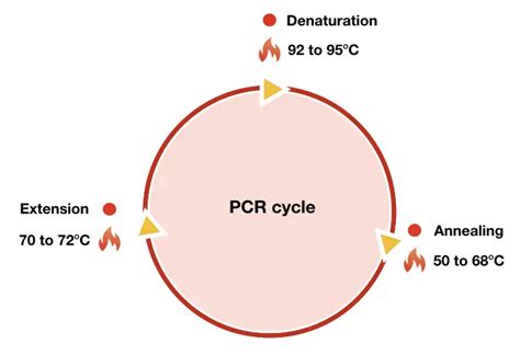 Asymmetric Pcr Principle Process Protocol Applications Advantages And Limitations Genetic