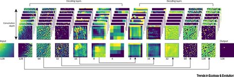 Uncovering Ecological Patterns With Convolutional Neural Networks