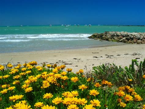 Beach Flower Photography