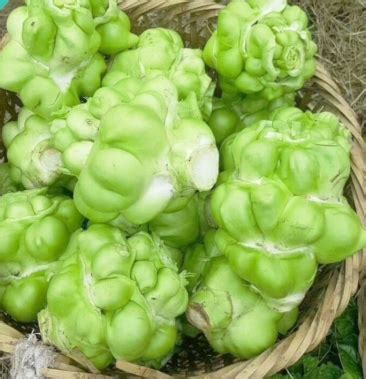 榨菜批发 青菜头涪陵榨菜菜头新鲜蔬菜菜头价格1 00元 斤 一亩田