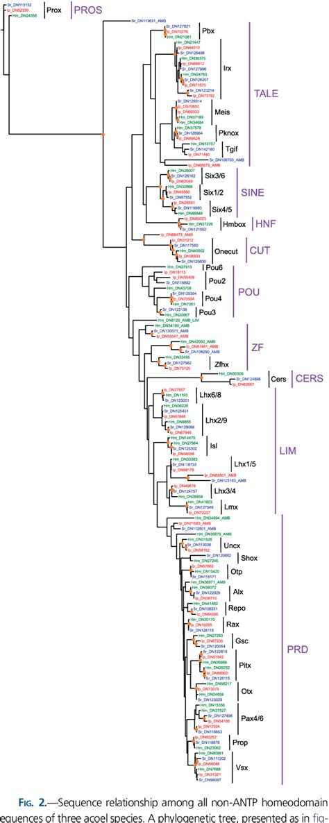 Xenacoelomorpha Semantic Scholar