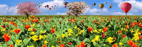 Kostenlose Foto Blühen Feld Wiese Blume Blütenblatt Tulpe