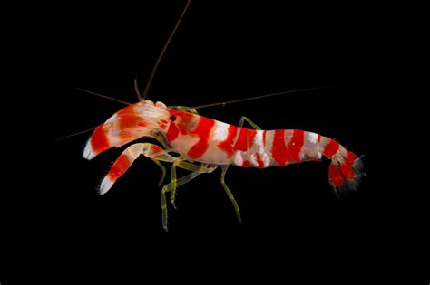 Red Banded Snapping Shrimp Alpheus Randalli Joel Sartore