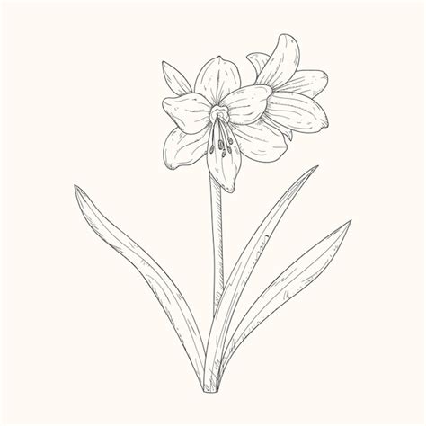 Premium Vector Vector Hand Drawn Lily Flower Sketch