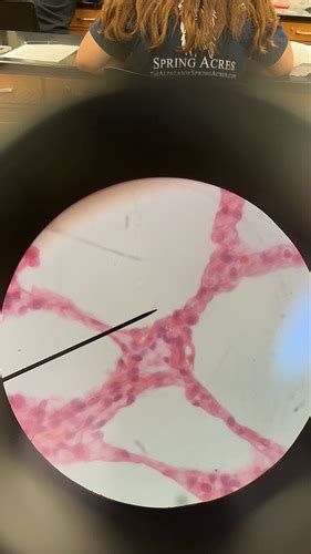 Lab Practical Study Guide Flashcards Quizlet