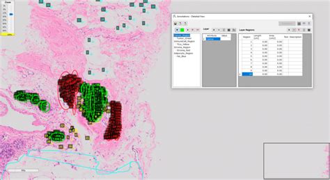 how to annotate different cell types from hande image vsi file with