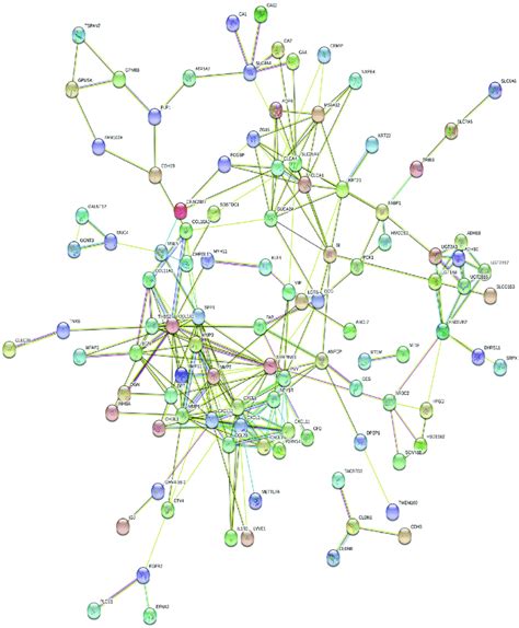 Protein Protein Interactions Network Based On The String Database Download Scientific Diagram