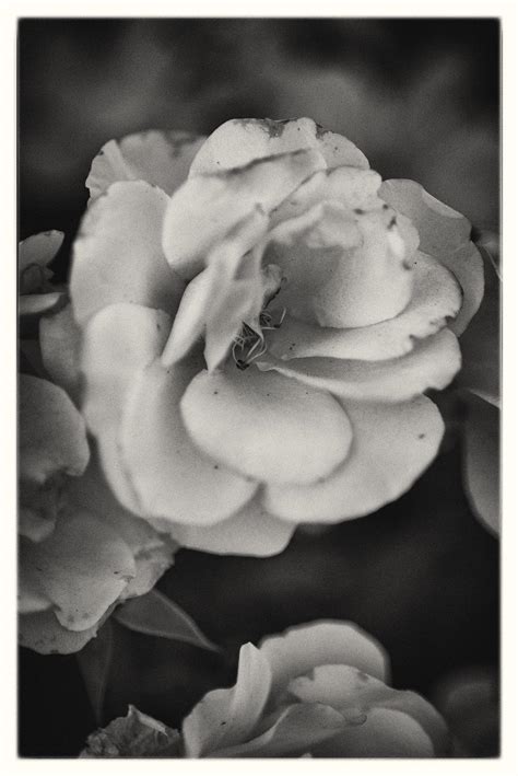 For Photos That Don T Need Color For Photos That Don T Need Color