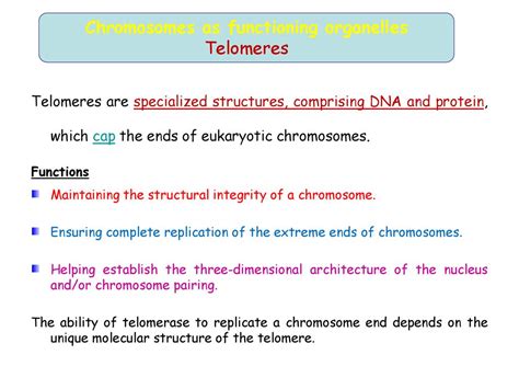 Chromosomes Structure And Function Ppt Download