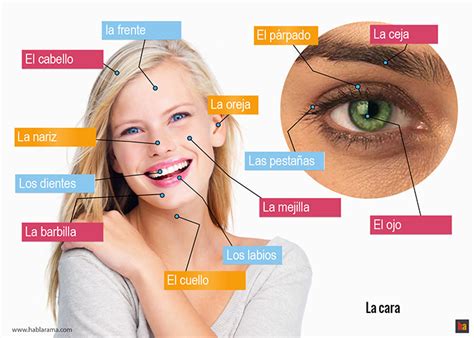 Spanish Words 1 4 The Face Body